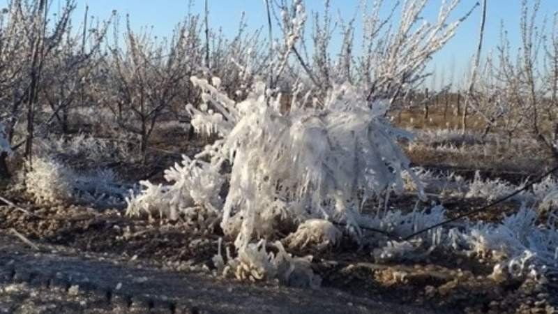 Helada negra en Mendoza: De qué se trata este fenómeno climático