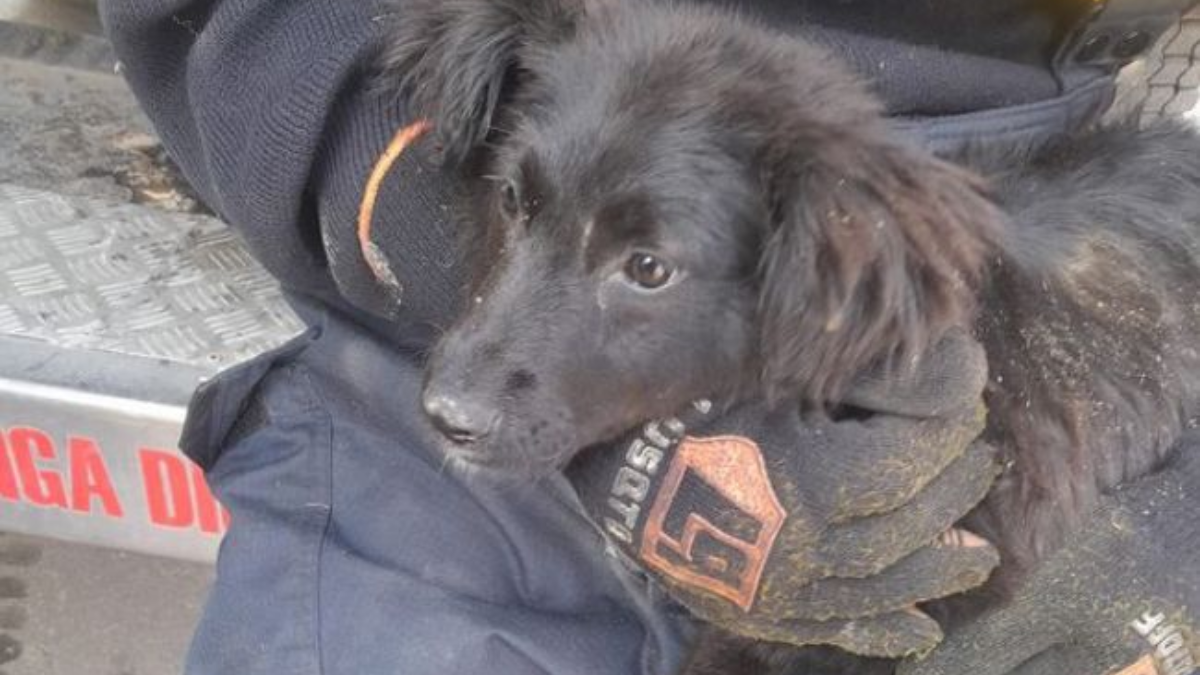 Rescataron a un perrito que cayó dentro de una alcantarilla en Glew y ...