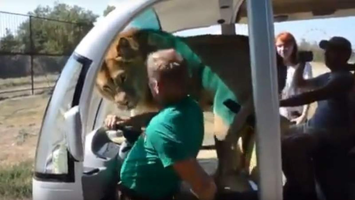 Video: Un león se subió a un auto lleno de turistas