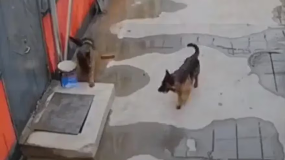 El tierno gesto de un perrito para salvar a otro que se volvió viral