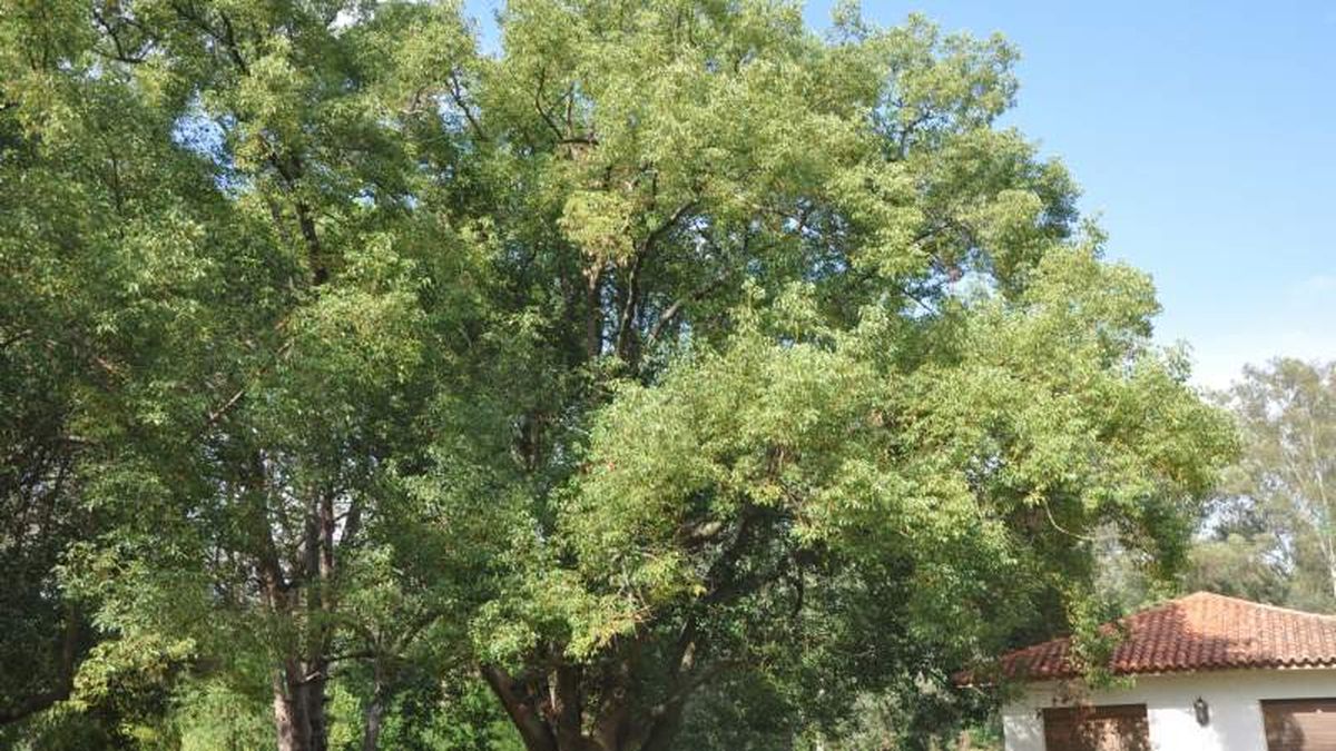 La historia del árbol favorito de Perón en San Vicente, en el que ...