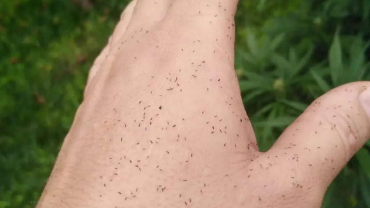 Alerta en la región por una invasión de pequeños insectos que pican ...