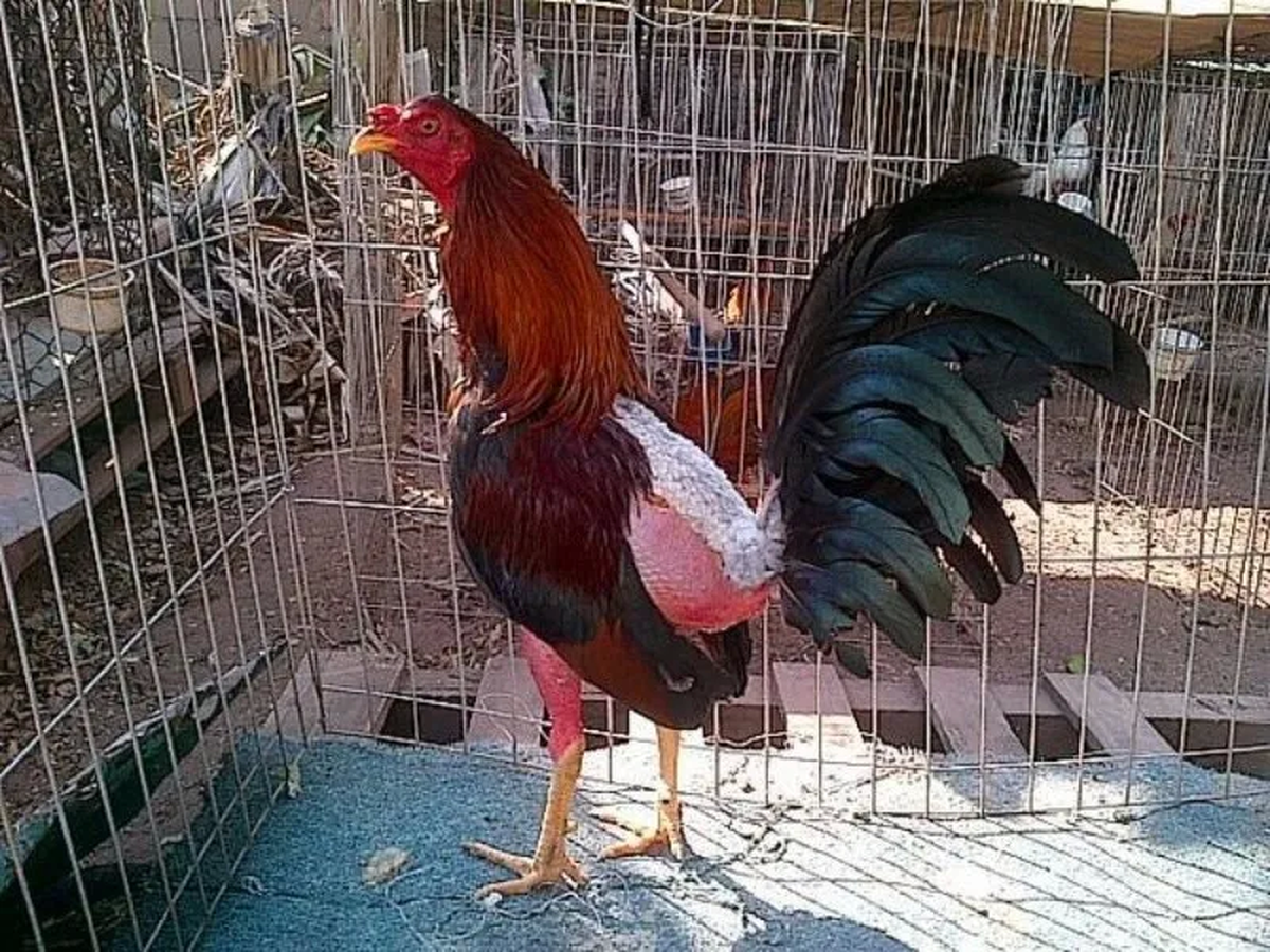 Organizaban riñas de gallos en Ezeiza: allanamientos y detenidos