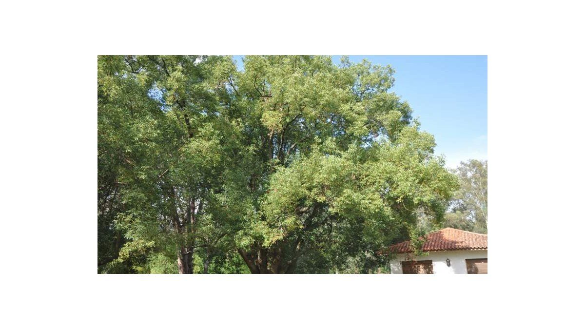 La historia del árbol favorito de Perón en San Vicente, en el que ...