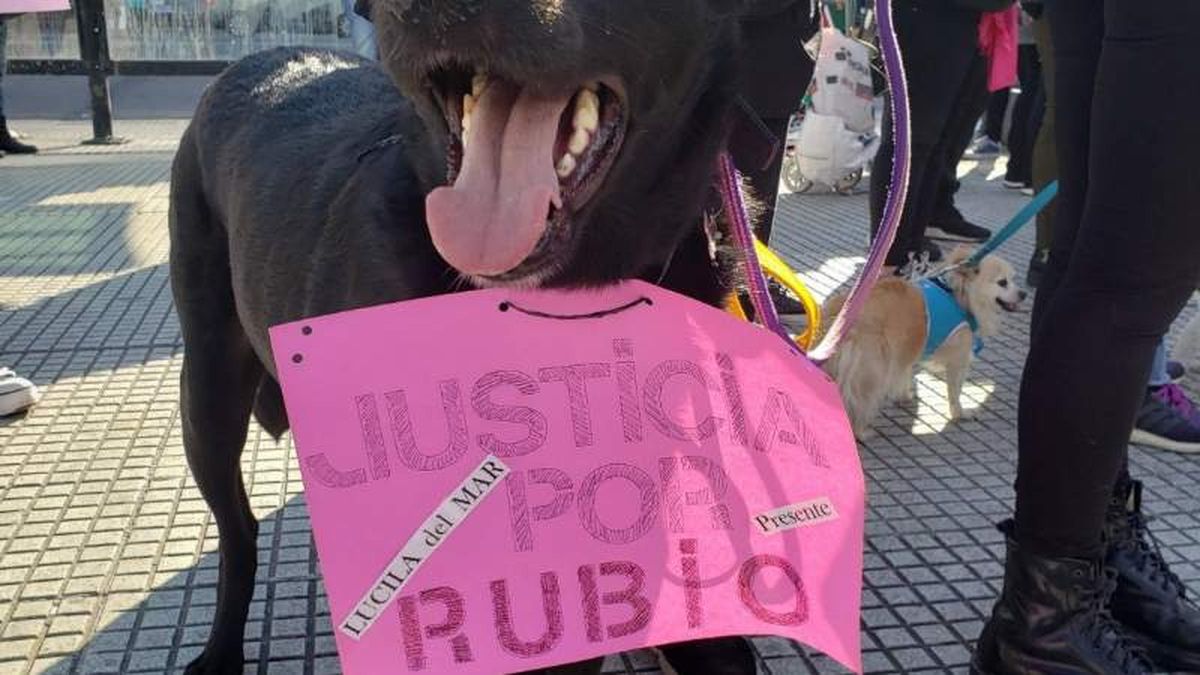 Piden justicia por el perro Rubio y se manifestaron al Congreso