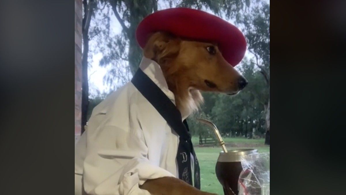 Un perro vestido de gaucho se volvió viral: usa poncho, boina y anda a ...