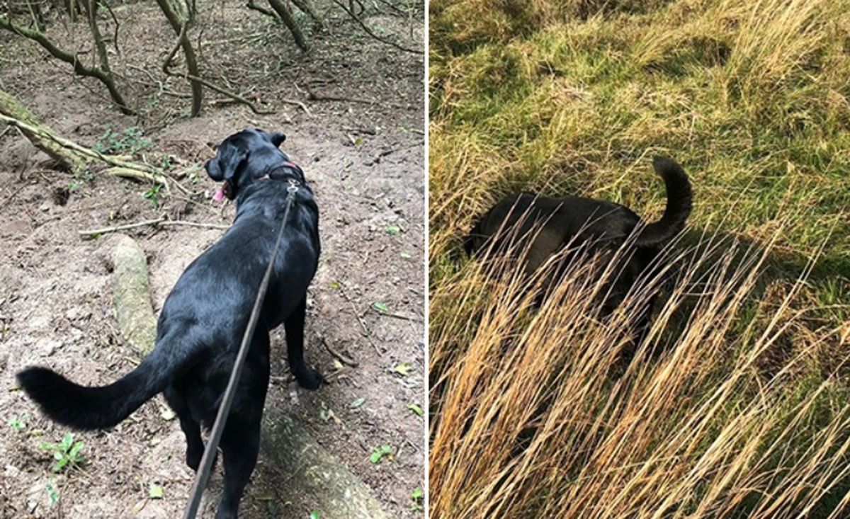 La lucha de Morgan: perro rescatista de los bomberos de Brown atraviesa ...