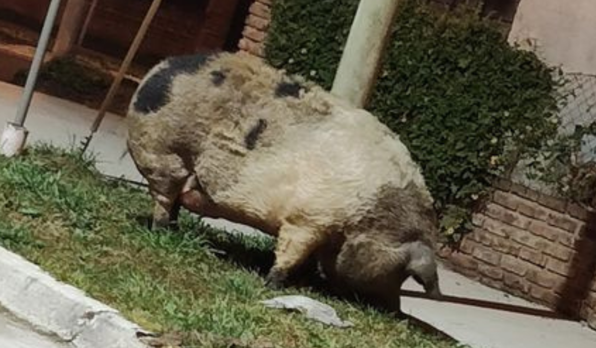 Un chancho gigante apareció en Monte Grande y se volvió viral