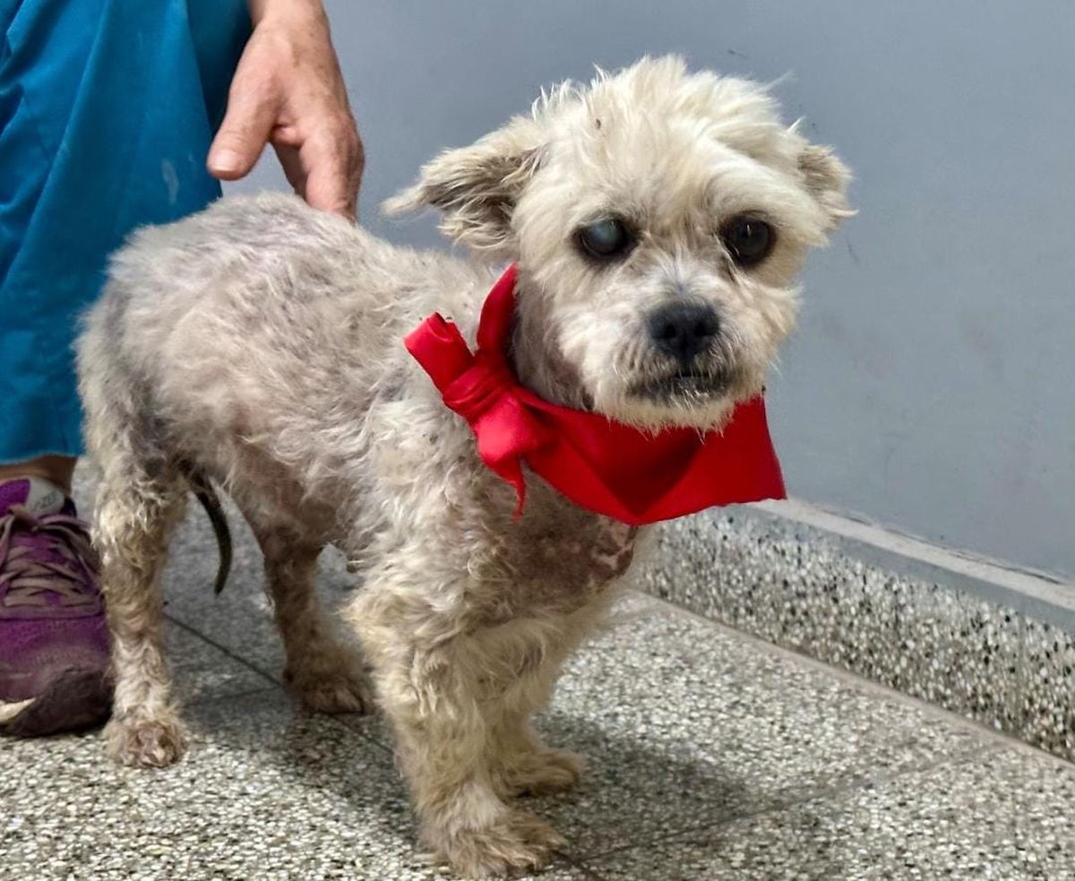 Un perro fue rescatado y operado de urgencia en Adrogué: espera un ...