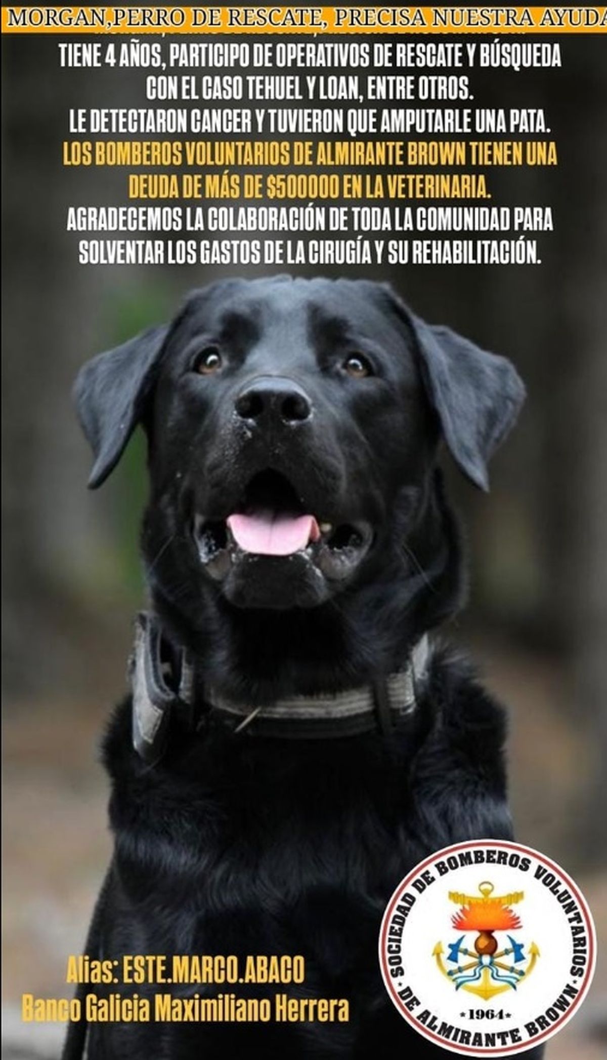 La lucha de Morgan: perro rescatista de los bomberos de Brown atraviesa ...