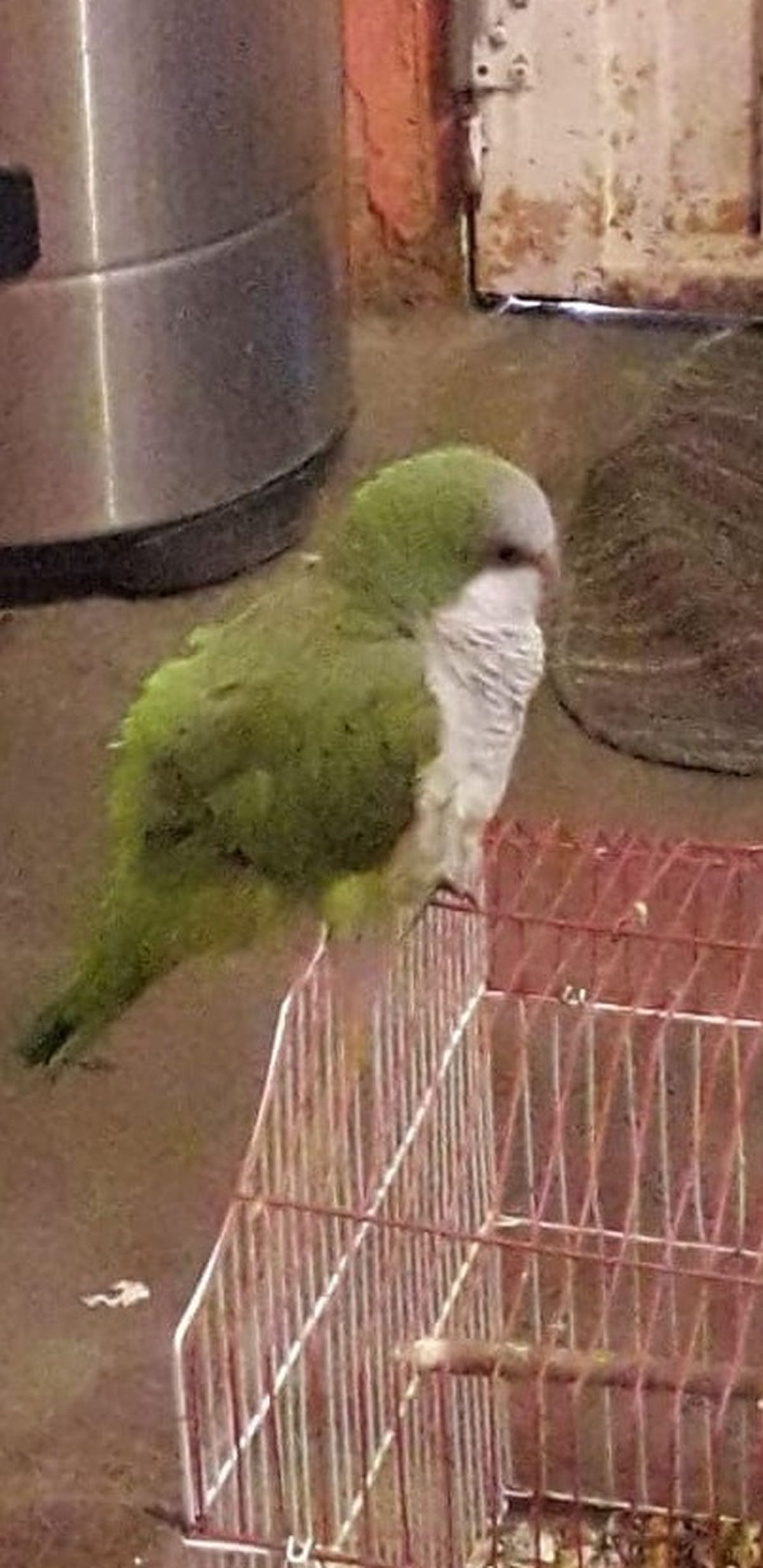 Un nene con autismo de Lomas perdió al loro que era su único amigo y ...