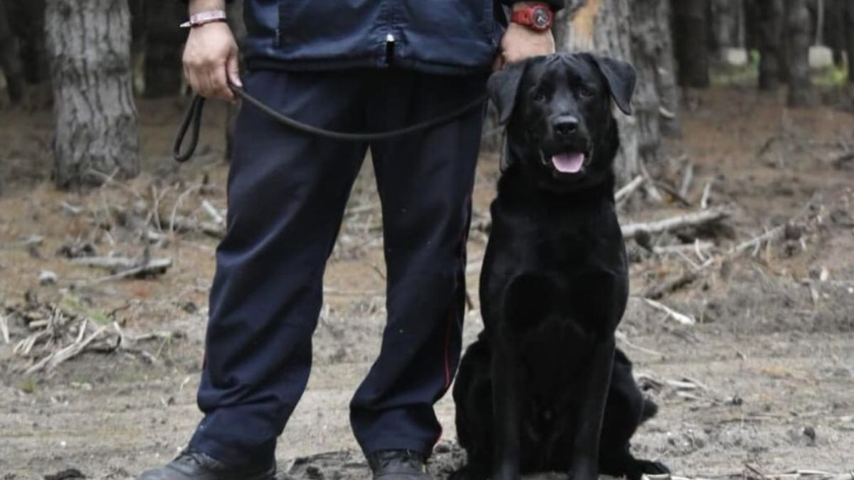 La lucha de Morgan: perro rescatista de los bomberos de Brown atraviesa ...