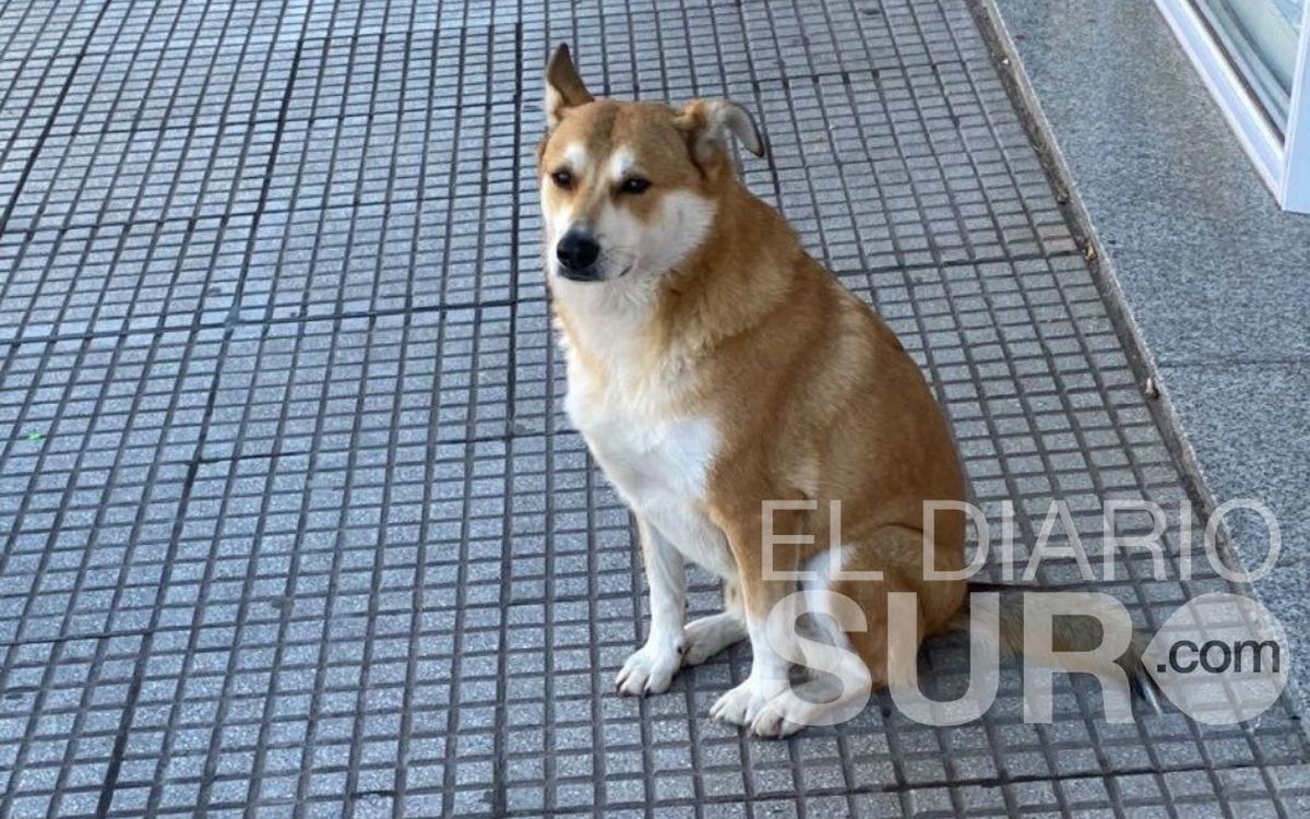 Temperley: vecinos encontraron al perro del meme más famoso